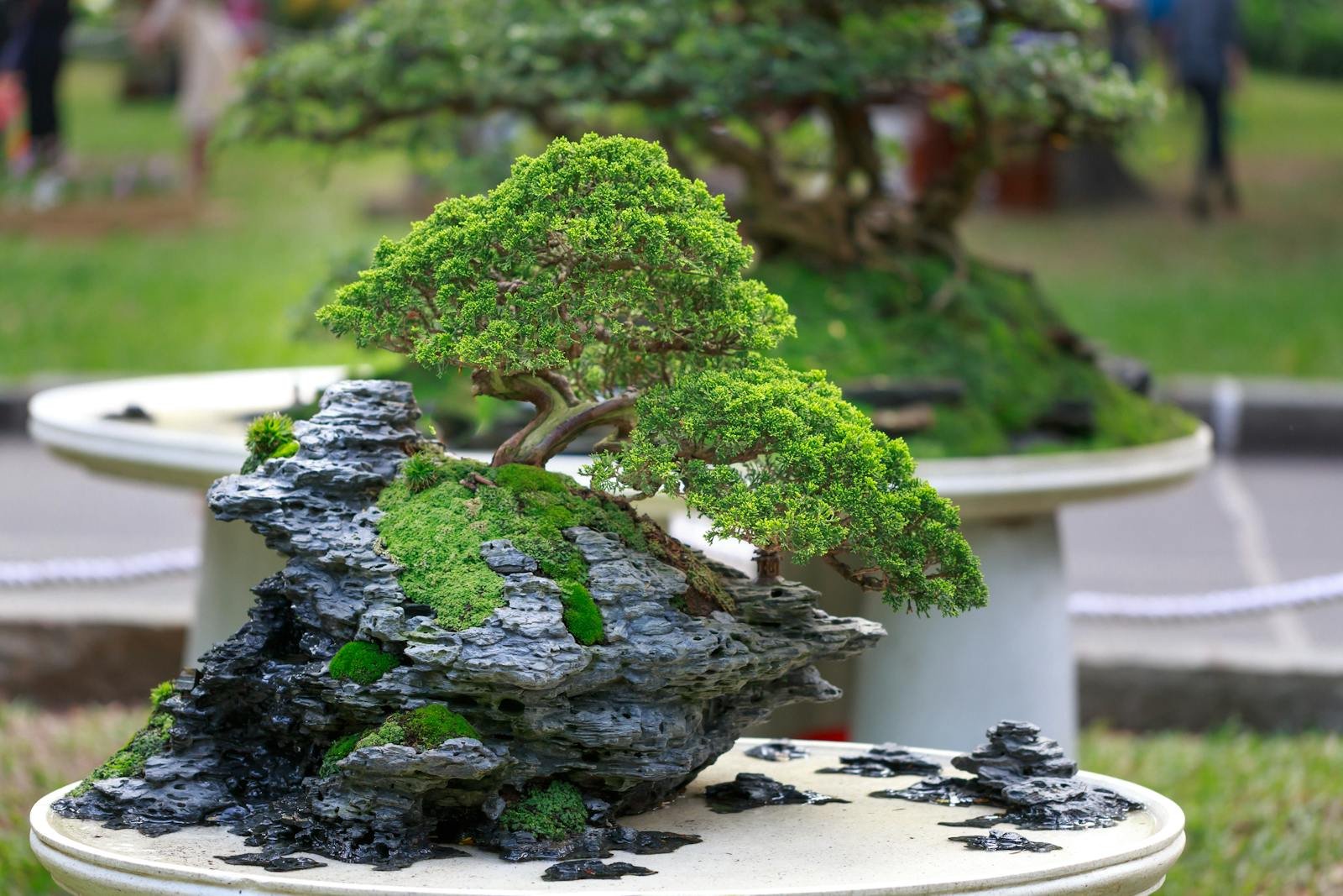 The Complete Beginner’s Guide To Bonsai Trees In 2025